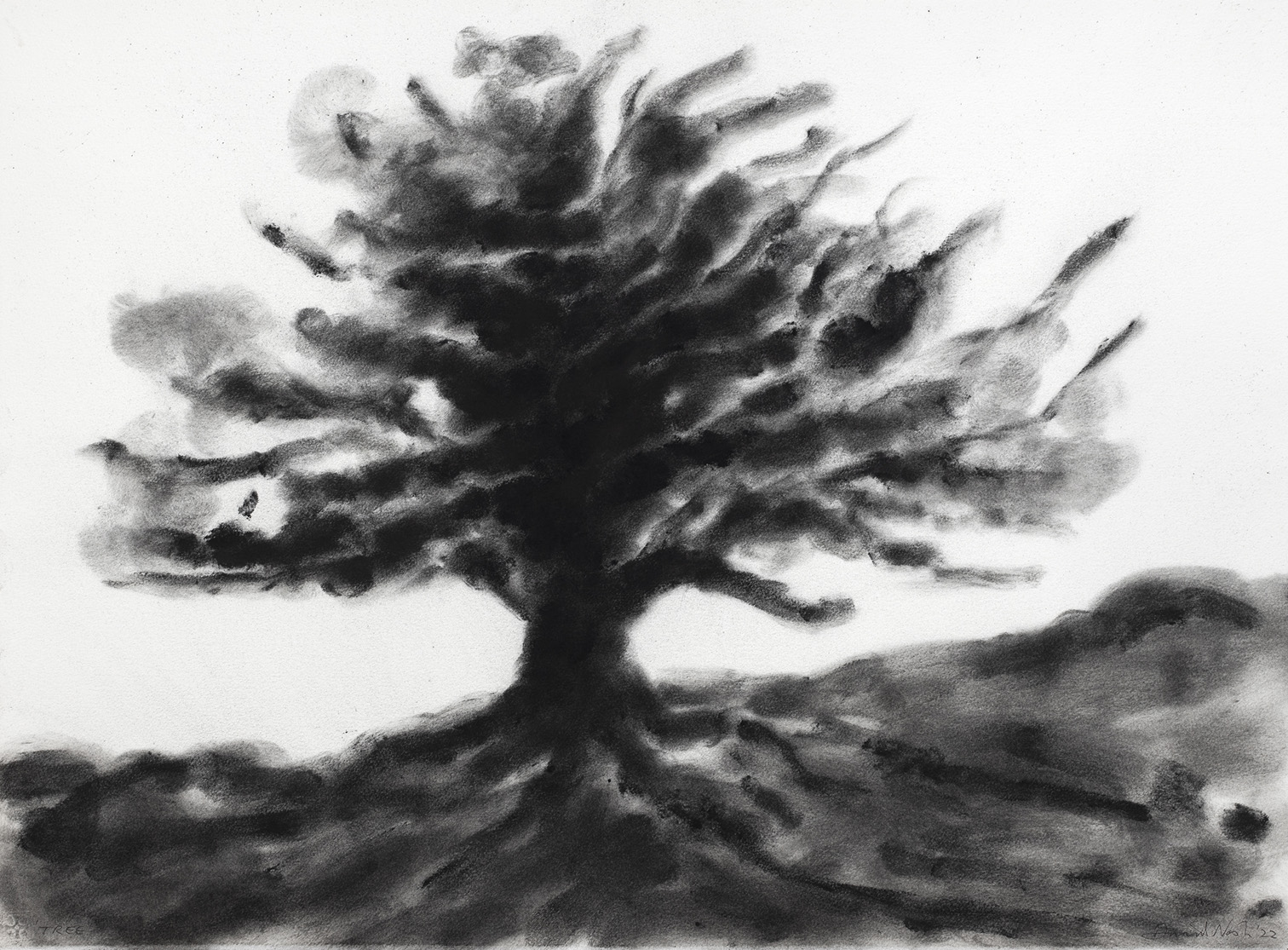 David Nash - artiste - Galerie Lelong & Co.